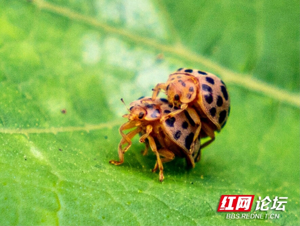 这些昆虫你认识吗？它们也有属于自己的大千世界