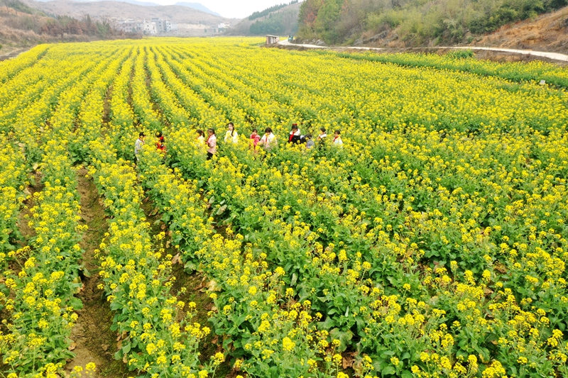 油菜花里的自然课__新田新闻网