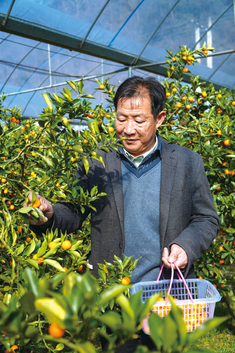 金桔飘香_浏阳要闻_浏阳日报-浏阳网